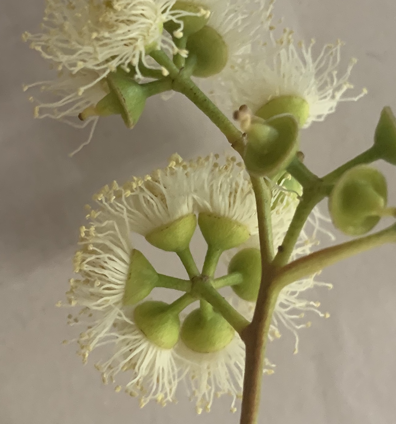 rene williams art – organic, abstract, contemporary art