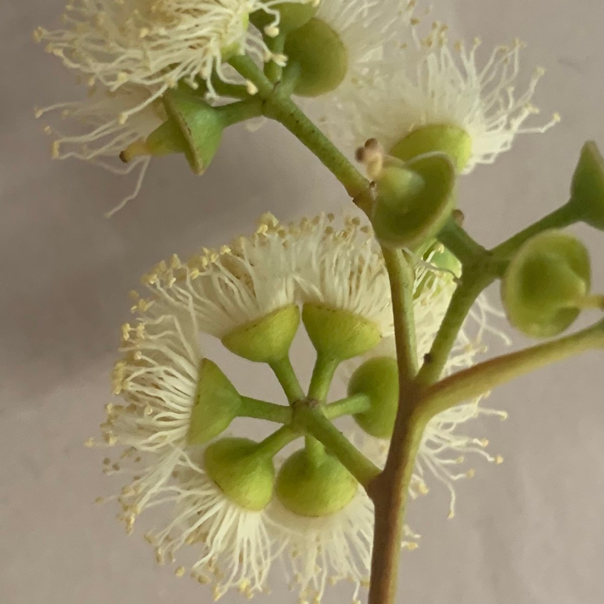 rene williams art – organic, abstract, contemporary art